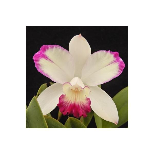 ■置き場所風通しがよく、窓際のレースカーテン越しのような日が当たるところで管理してください。 夏の日差しが強い時期は、葉焼けをおこす場合があるので注意しましょう。 寒さには比較的強く、冬でも最低7℃以上あれば育てられます。  ■水やり常に湿...