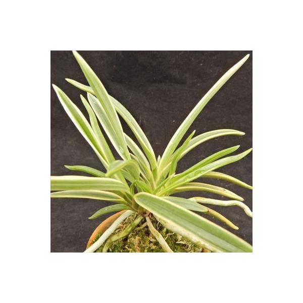 洋ラン【開花予定株】フウラン 富貴蘭 御城覆輪 6cm素焼き鉢 風蘭 斑入り 洋ラン 洋蘭 インテリア asa