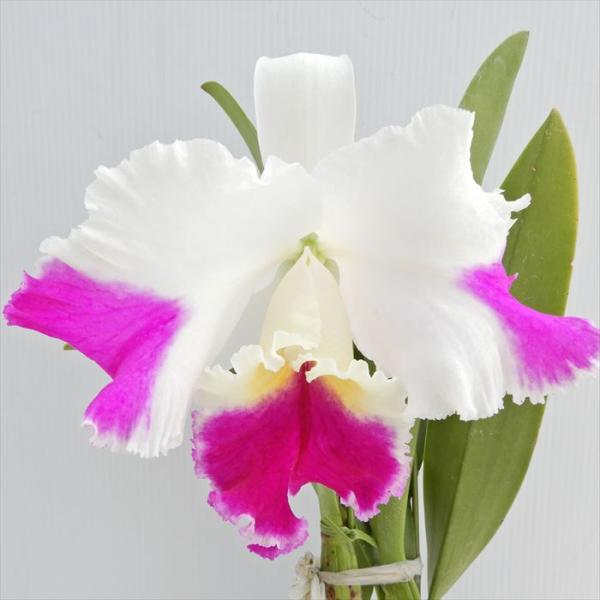 ■置き場所開花期：1〜3月芳香：あり（良い）真夏の暑さは苦手なため風通しの良い涼しい場所で管理し、冬はあたたかいところで。■水やり生育期には十分に与え、冬はやや控えめにする。■肥料成長期に薄い液肥を施してください。■サイズ・その他5号鉢※個...