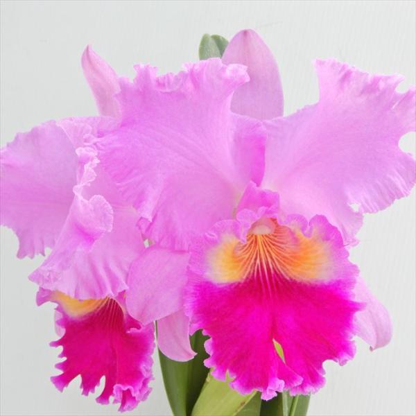 ■置き場所開花期：12〜2月芳香：あり（良い）真夏の暑さは苦手なため風通しの良い涼しい場所で管理し、冬はあたたかいところで。■水やり生育期には十分に与え、冬はやや控えめにする。■肥料成長期に薄い液肥を施してください。■サイズ・その他５号鉢※...