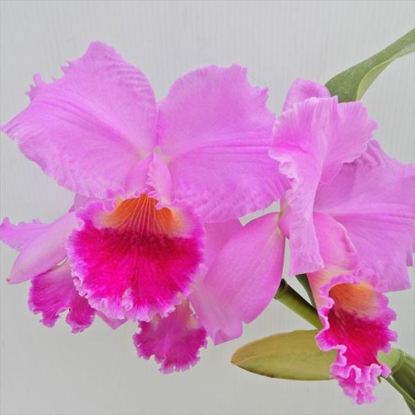 ■置き場所開花期：3〜4月芳香：あり（良い）真夏の暑さは苦手なため風通しの良い涼しい場所で管理し、冬はあたたかいところで。■水やり生育期には十分に与え、冬はやや控えめにする。■肥料成長期に薄い液肥を施してください。■サイズ・その他5号鉢※個...