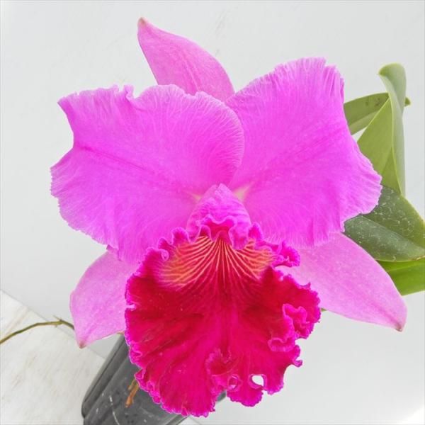 ■置き場所開花期：10〜11月芳香：あり（良い）真夏の暑さは苦手なため風通しの良い涼しい場所で管理し、冬はあたたかいところで。■水やり生育期には十分に与え、冬はやや控えめにする。■肥料成長期に薄い液肥を施してください。■サイズ・その他5号鉢...