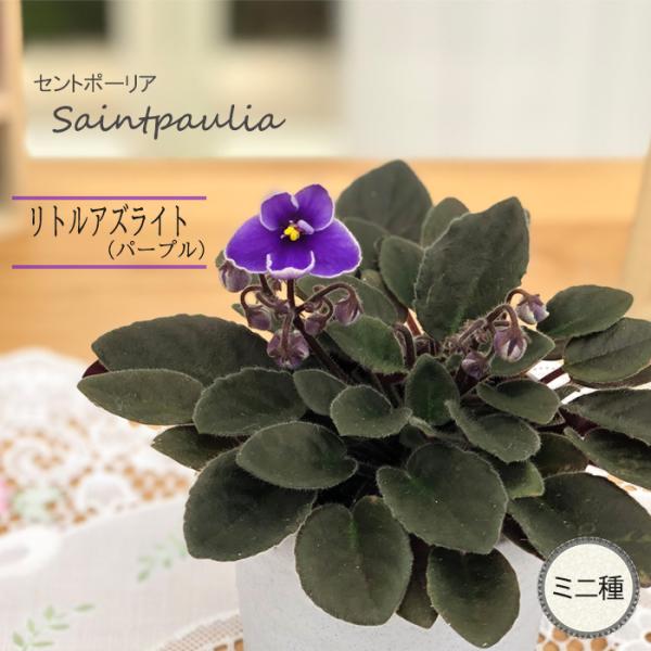 ■特徴お部屋で育てやすいお花「セントポーリア」カーテン越しの光で育てるのが一般的ですが、蛍光灯の光でも育てられるので室内のインテリアグリーンに最適です。セントポーリアのプロから直接仕入れをしてお届けいたします!!■管理方法◆直射日光の当たら...