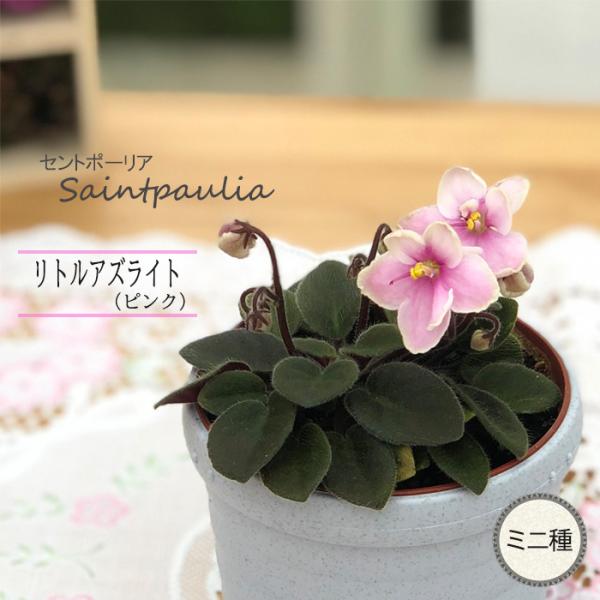 ■特徴お部屋で育てやすいお花「セントポーリア」カーテン越しの光で育てるのが一般的ですが、蛍光灯の光でも育てられるので室内のインテリアグリーンに最適です。セントポーリアのプロから直接仕入れをしてお届けいたします!!■管理方法◆直射日光の当たら...