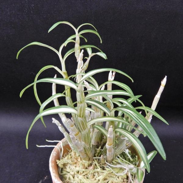 ■特徴ラン科・セッコク(デンドロビウム)属東北地方南部以南の山地や岩場に見られる小型の着床ラン。日本独自の改良が進められた古典園芸品種。4月〜6月にかけて2〜3cmほどの香りの良い花を咲かせます。■置き場所日当たりと風通しの良い場所で管理し...