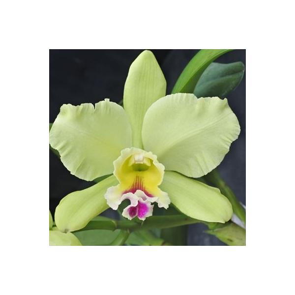 ■置き場所開花期：6〜10月芳香：あり（良い・柑橘系）真夏の暑さは苦手なため風通しの良い涼しい場所で管理してください。冬は暖かい場所で管理してください。■水やり生育期には十分に与え、冬はやや控えめにしてください。■肥料成長期に薄い液肥を施し...