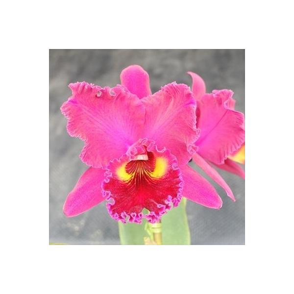 ■置き場所開花期：10〜11月芳香：あり（非常に良い）真夏の暑さは苦手なため風通しの良い涼しい場所で管理してください。冬は暖かい場所で管理してください。■水やり生育期には十分に与え、冬はやや控えめにしてください。■肥料成長期に薄い液肥を施し...