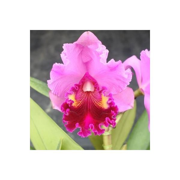 ■置き場所開花期：11〜1月芳香：あり（良い）真夏の暑さは苦手なため風通しの良い涼しい場所で管理してください。冬は暖かい場所で管理してください。■水やり生育期には十分に与え、冬はやや控えめにしてください。■肥料成長期に薄い液肥を施してくださ...