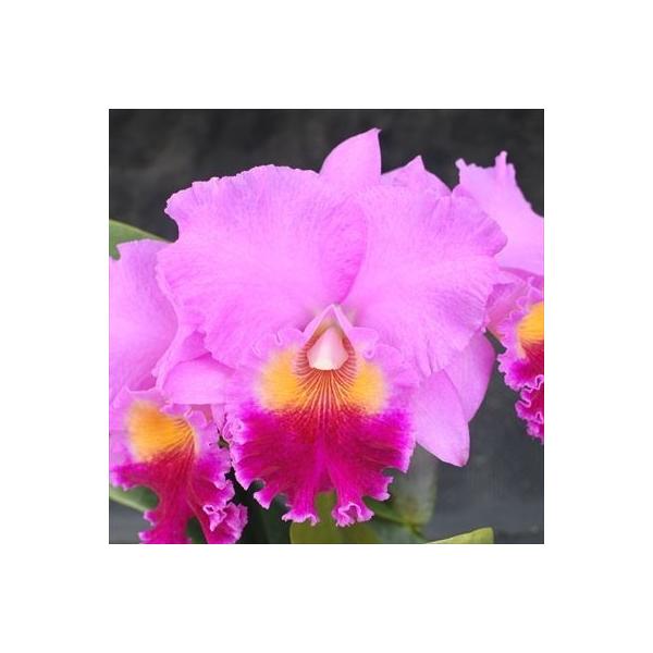 ■置き場所開花期：12〜2月芳香：あり（良い）真夏の暑さは苦手なため風通しの良い涼しい場所で管理してください。冬は暖かい場所で管理してください。■水やり生育期には十分に与え、冬はやや控えめにしてください。■肥料成長期に薄い液肥を施してくださ...