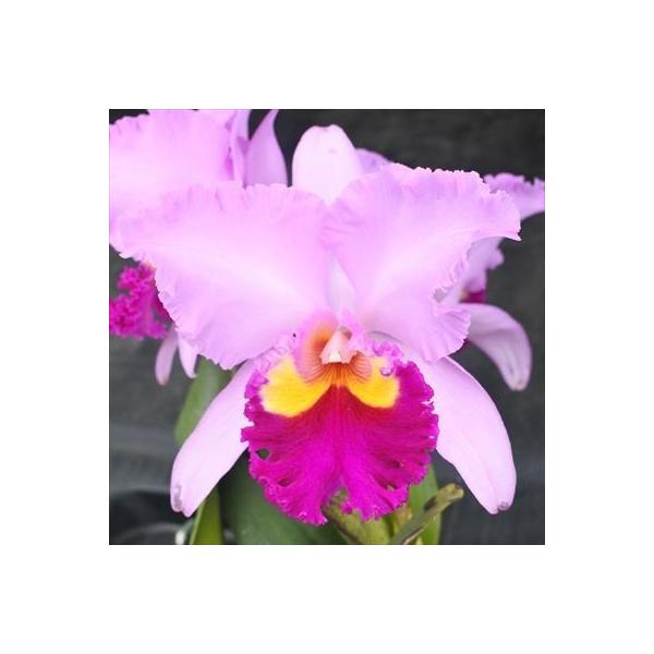 ■置き場所開花期：2〜3月芳香：あり（良い）真夏の暑さは苦手なため風通しの良い涼しい場所で管理してください。冬は暖かい場所で管理してください。■水やり生育期には十分に与え、冬はやや控えめにしてください。■肥料成長期に薄い液肥を施してください...