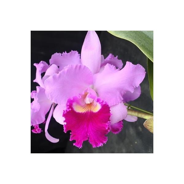 ■置き場所開花期：11〜1月芳香：あり（良い）真夏の暑さは苦手なため風通しの良い涼しい場所で管理してください。冬は暖かい場所で管理してください。■水やり生育期には十分に与え、冬はやや控えめにしてください。■肥料成長期に薄い液肥を施してくださ...