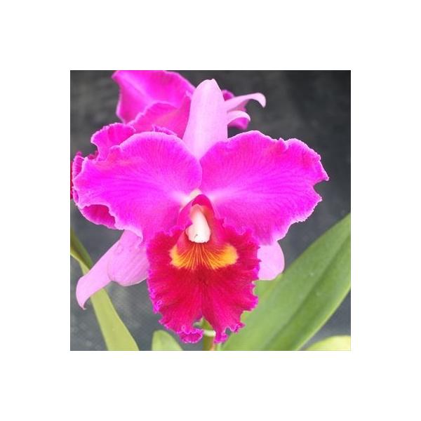 ■置き場所開花期：1〜2月芳香：あり（良い）真夏の暑さは苦手なため風通しの良い涼しい場所で管理してください。冬は暖かい場所で管理してください。■水やり生育期には十分に与え、冬はやや控えめにしてください。■肥料成長期に薄い液肥を施してください...