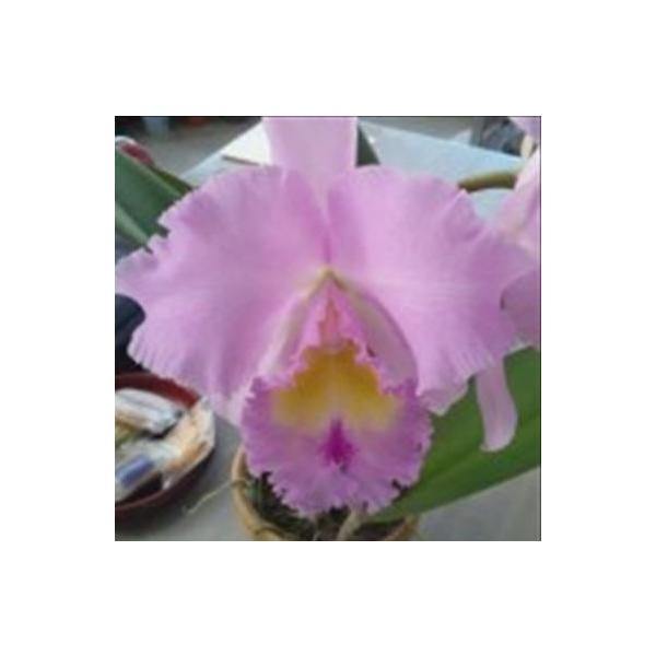 ■置き場所真夏の暑さは苦手なため風通しの良い涼しい場所で管理し、冬はあたたかいところで。■水やり生育期には十分に与え、冬はやや控えめにする。■肥料成長期に薄い液肥を施してください。■サイズ・その他5〜6号鉢※個体差がございますのでご了承くだ...