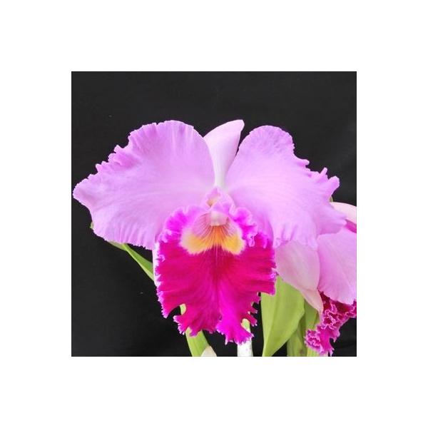 ■置き場所真夏の暑さは苦手なため風通しの良い涼しい場所で管理し、冬はあたたかいところで。■水やり生育期には十分に与え、冬はやや控えめにする。■肥料成長期に薄い液肥を施してください。■サイズ・その他5〜6号鉢※個体差がございますのでご了承くだ...