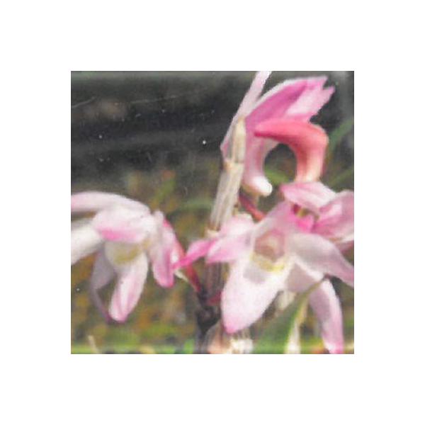 ■特徴ラン科・セッコク(デンドロビウム)属東北地方南部以南の山地や岩場に見られる小型の着床ラン。日本独自の改良が進められた古典園芸品種。4月〜6月にかけて2〜3cmほどの香りの良い花を咲かせます。■置き場所日当たりと風通しの良い場所で管理し...