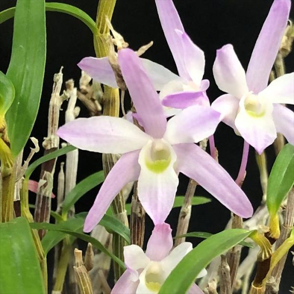 ■特徴ラン科・セッコク(デンドロビウム)属東北地方南部以南の山地や岩場に見られる小型の着床ラン。日本独自の改良が進められた古典園芸品種。4月〜6月にかけて2〜3cmほどの香りの良い花を咲かせます。■置き場所日当たりと風通しの良い場所で管理し...