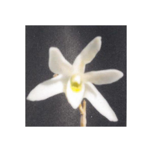 ■特徴ラン科・セッコク(デンドロビウム)属東北地方南部以南の山地や岩場に見られる小型の着床ラン。日本独自の改良が進められた古典園芸品種。4月〜6月にかけて2〜3cmほどの香りの良い花を咲かせます。■置き場所日当たりと風通しの良い場所で管理し...