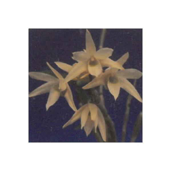 ■特徴ラン科・セッコク(デンドロビウム)属東北地方南部以南の山地や岩場に見られる小型の着床ラン。日本独自の改良が進められた古典園芸品種。4月〜6月にかけて2〜3cmほどの香りの良い花を咲かせます。■置き場所日当たりと風通しの良い場所で管理し...