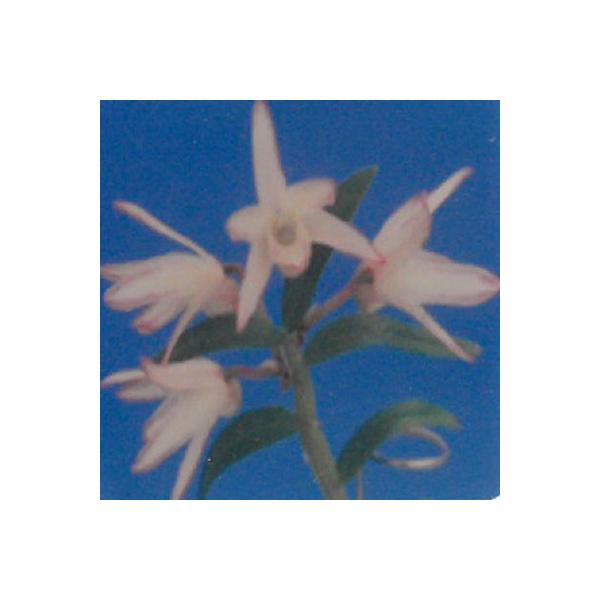 ■特徴ラン科・セッコク(デンドロビウム)属東北地方南部以南の山地や岩場に見られる小型の着床ラン。日本独自の改良が進められた古典園芸品種。4月〜6月にかけて2〜3cmほどの香りの良い花を咲かせます。■置き場所日当たりと風通しの良い場所で管理し...