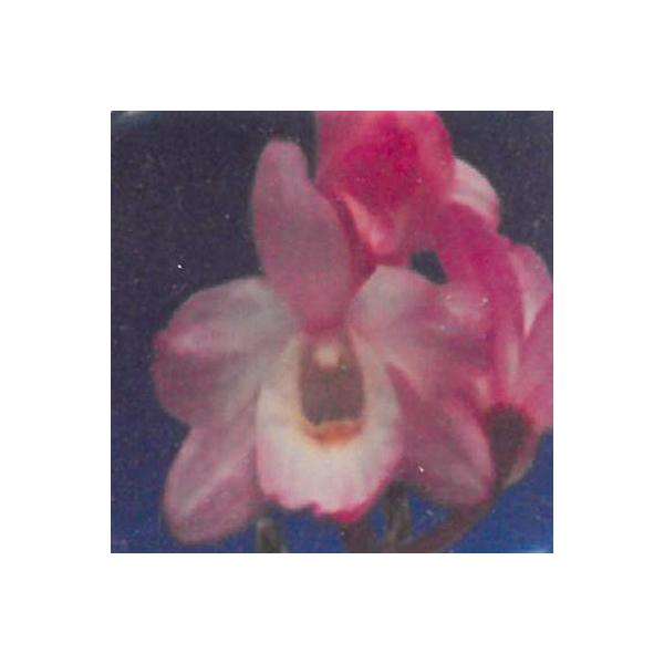 ■特徴ラン科・セッコク(デンドロビウム)属東北地方南部以南の山地や岩場に見られる小型の着床ラン。日本独自の改良が進められた古典園芸品種。4月〜6月にかけて2〜3cmほどの香りの良い花を咲かせます。■置き場所日当たりと風通しの良い場所で管理し...