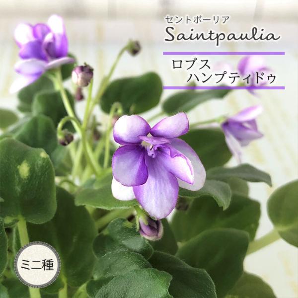 ■特徴お部屋で育てやすいお花「セントポーリア」カーテン越しの光で育てるのが一般的ですが、蛍光灯の光でも育てられるので室内のインテリアグリーンに最適です。セントポーリアのプロから直接仕入れをしてお届けいたします!!■管理方法◆直射日光の当たら...