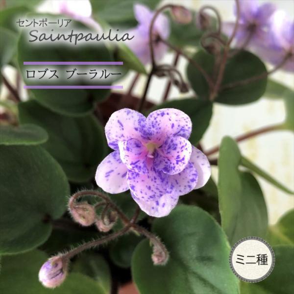■特徴お部屋で育てやすいお花「セントポーリア」カーテン越しの光で育てるのが一般的ですが、蛍光灯の光でも育てられるので室内のインテリアグリーンに最適です。セントポーリアのプロから直接仕入れをしてお届けいたします!!※こちらの品種は、斑点・絞り...