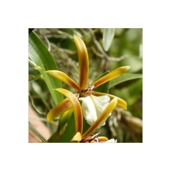 ■置き場所日当たりの良い場所で栽培します。冬は室内の窓辺で、春から秋までは戸外の日陰で管理してください。冬の最低気温は5℃まで。■水やり春から秋は十分に水やりを行ってください。冬は乾かし気味ですが、蕾を見つけたら水切れに注意してください。■...