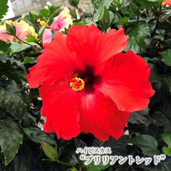 ■特徴品種名：ブリリアントレッド大きさ：大輪・約20cm前後ハイビスカスは、赤・黄・白・ピンク・オレンジ色など原色の鮮やかな花色が魅力の熱帯花木です。花の寿命はほとんど1日限りですが、大輪の品種や涼しい季節は2日もつことがあります。■置き場...