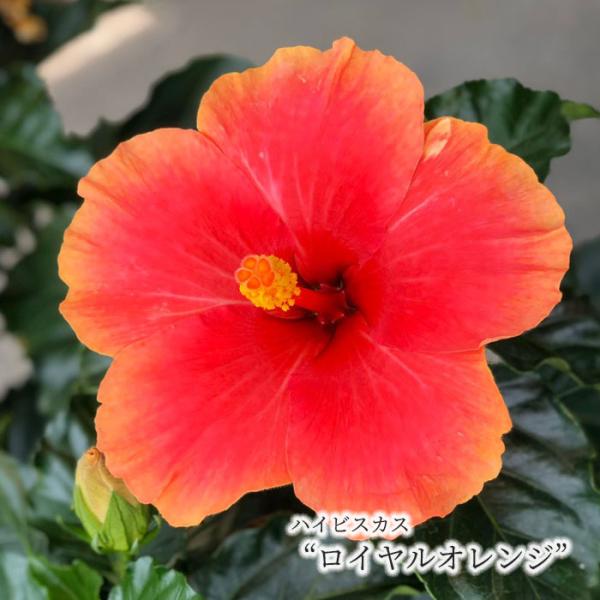 ■特徴品種名：ロイヤルオレンジ大きさ：中輪・約15cm前後ハイビスカスは、赤・黄・白・ピンク・オレンジ色など原色の鮮やかな花色が魅力の熱帯花木です。花の寿命はほとんど1日限りですが、大輪の品種や涼しい季節は2日もつことがあります。■置き場所...