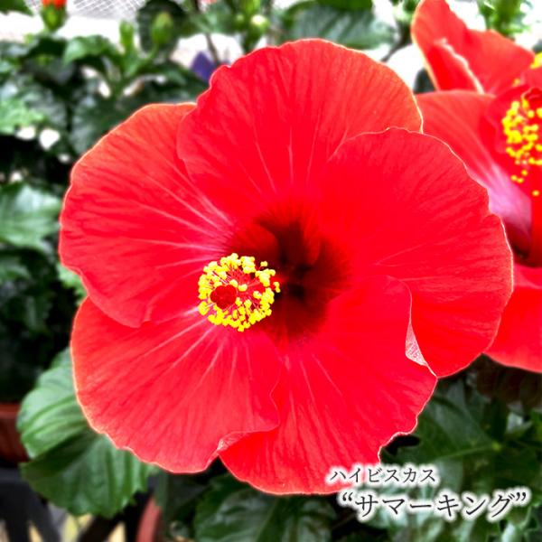 ■特徴品種名：サマーキング大きさ：大輪・約20cm前後ハイビスカスは、赤・黄・白・ピンク・オレンジ色など原色の鮮やかな花色が魅力の熱帯花木です。花の寿命はほとんど1日限りですが、大輪の品種や涼しい季節は2日もつことがあります。■置き場所日光...