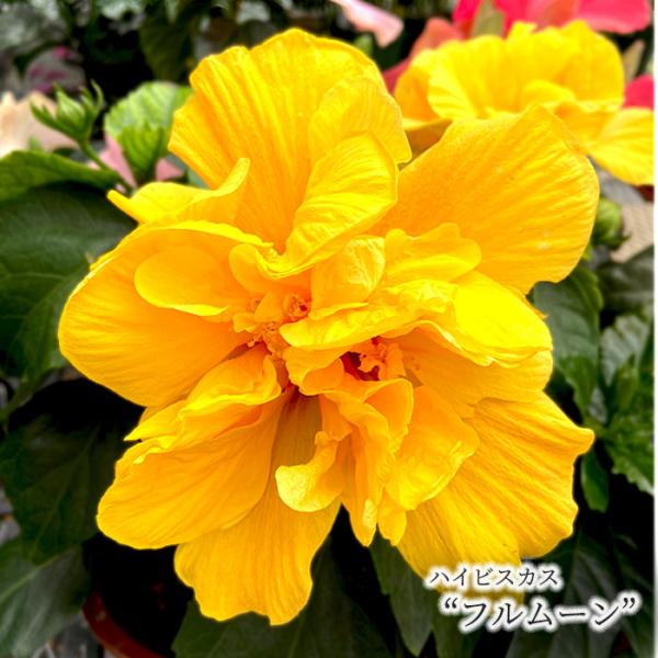 ■特徴品種名：フルムーン大きさ：大輪・約20cm前後ハイビスカスは、赤・黄・白・ピンク・オレンジ色など原色の鮮やかな花色が魅力の熱帯花木です。花の寿命はほとんど1日限りですが、大輪の品種や涼しい季節は2日もつことがあります。■置き場所日光が...