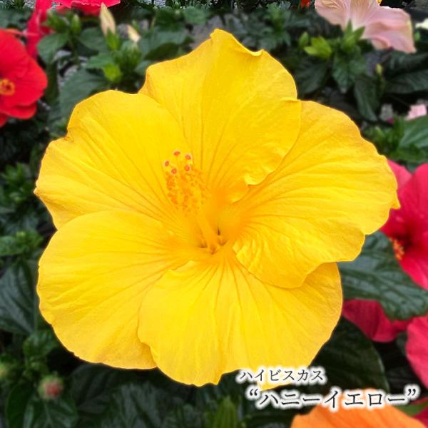 ■特徴品種名：ハニーイエロー大きさ：中輪・約15cm前後ハイビスカスは、赤・黄・白・ピンク・オレンジ色など原色の鮮やかな花色が魅力の熱帯花木です。花の寿命はほとんど1日限りですが、大輪の品種や涼しい季節は2日もつことがあります。■置き場所日...