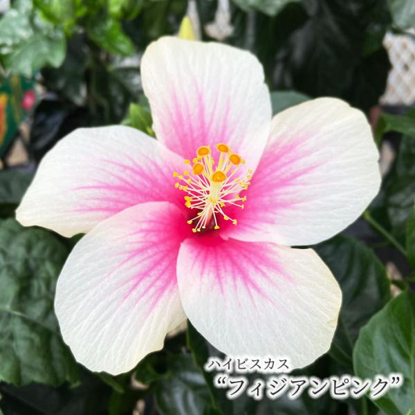■特徴品種名：フィジアンピンク大きさ：小輪・約10cm前後ハイビスカスは、赤・黄・白・ピンク・オレンジ色など原色の鮮やかな花色が魅力の熱帯花木です。花の寿命はほとんど1日限りですが、大輪の品種や涼しい季節は2日もつことがあります。■置き場所...
