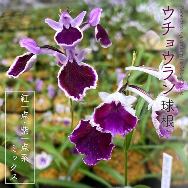 ウチョウラン「紅一点・紫一点系」ミックス球根 5球セット【ウチョウラン（羽蝶蘭）】科名：ラン科原産地：日本開花期：6月〜7月【サイズ】Ｍ〜Ｌ球、Ｌ球※写真はイメージの為、お届けする球根には個体差がございますのでご了承の上お買い求めください。...