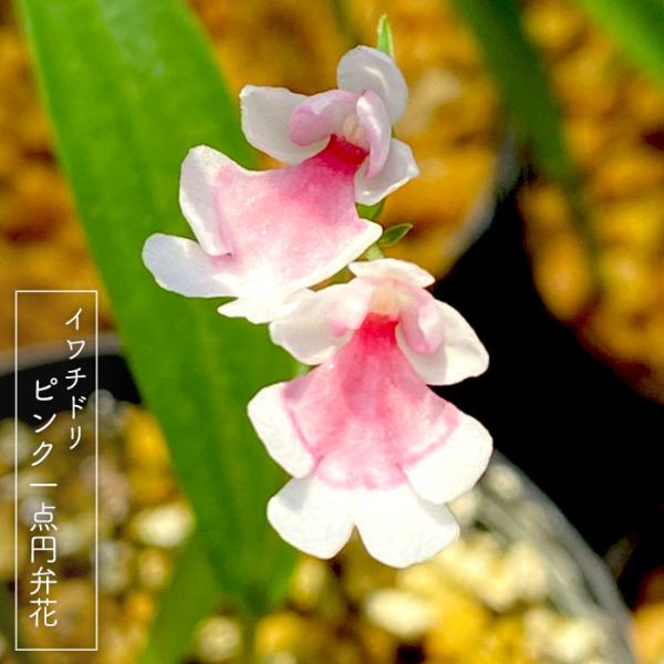 〜イワチドリ「ピンク一点円弁花」球根 3球セット〜【イワチドリ（岩千鳥）】科名：ラン科　属名： ヒナラン属原産地：日本　本州中部地方以西と四国に分布開花期：4月下旬〜5月中旬【サイズ】Ｍ〜Ｌ球※写真はイメージの為、お届けする球根には個体差が...