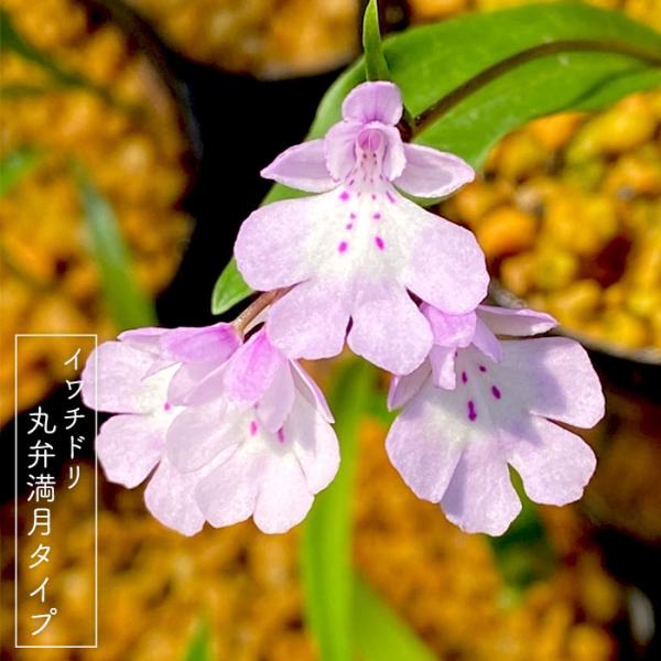 〜イワチドリ「丸弁満月タイプ」球根 3球セット〜【イワチドリ（岩千鳥）】科名：ラン科　属名： ヒナラン属原産地：日本　本州中部地方以西と四国に分布開花期：4月下旬〜5月中旬【サイズ】Ｍ〜Ｌ球※写真はイメージの為、お届けする球根には個体差がご...