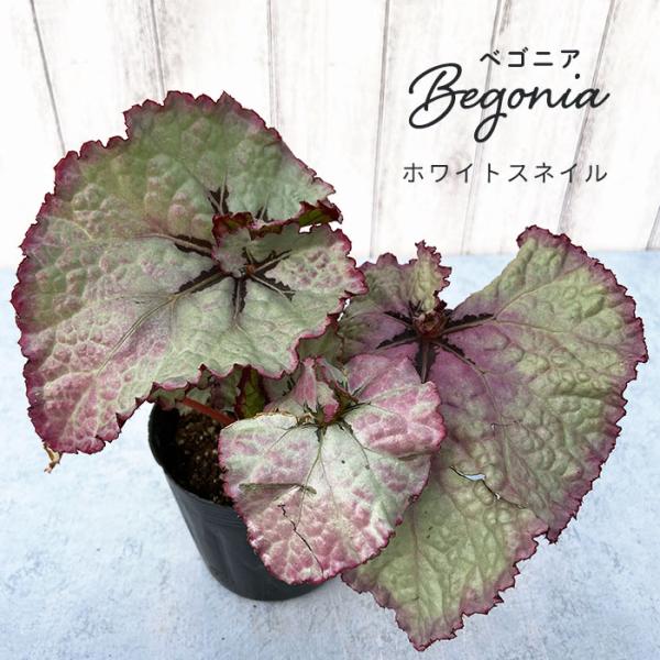 〜ジラゴンノナーセリーさんの「葉を楽しむ」ベゴニア〜ベテラン育種家さんによって厳選された、丈夫で育てやすい苗をお届けします。葉姿が個性的なベゴニアを、インテリアのアクセントに選んでみてはいかがでしょうか？【置き場所】年間を通し、明るい半日蔭...