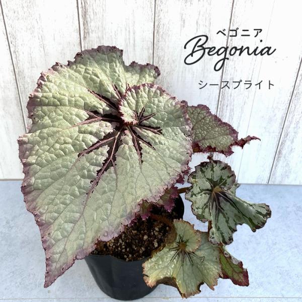 〜ジラゴンノナーセリーさんの「葉を楽しむ」ベゴニア〜ベテラン育種家さんによって厳選された、丈夫で育てやすい苗をお届けします。葉姿が個性的なベゴニアを、インテリアのアクセントに選んでみてはいかがでしょうか？【置き場所】年間を通し、明るい半日蔭...
