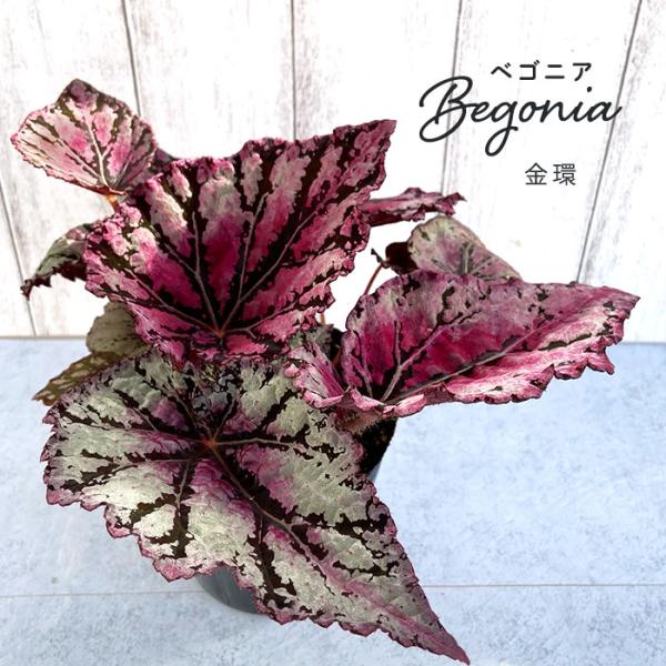 〜ジラゴンノナーセリーさんの「葉を楽しむ」ベゴニア〜ベテラン育種家さんによって厳選された、丈夫で育てやすい苗をお届けします。葉姿が個性的なベゴニアを、インテリアのアクセントに選んでみてはいかがでしょうか？【置き場所】年間を通し、明るい半日蔭...