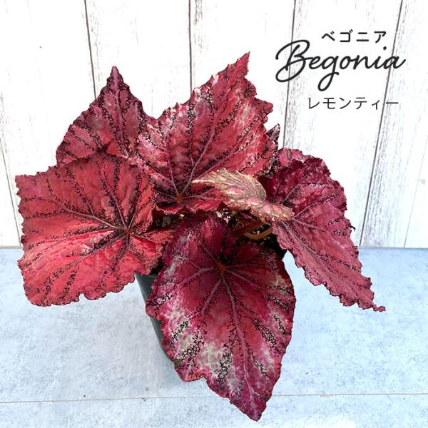 〜ジラゴンノナーセリーさんの「葉を楽しむ」ベゴニア〜ベテラン育種家さんによって厳選された、丈夫で育てやすい苗をお届けします。葉姿が個性的なベゴニアを、インテリアのアクセントに選んでみてはいかがでしょうか？【置き場所】年間を通し、明るい半日蔭...