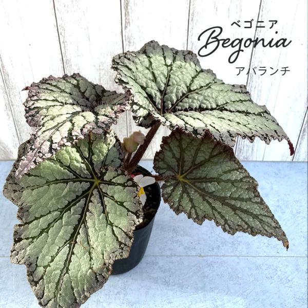 〜ジラゴンノナーセリーさんの「葉を楽しむ」ベゴニア〜ベテラン育種家さんによって厳選された、丈夫で育てやすい苗をお届けします。葉姿が個性的なベゴニアを、インテリアのアクセントに選んでみてはいかがでしょうか？【置き場所】年間を通し、明るい半日蔭...