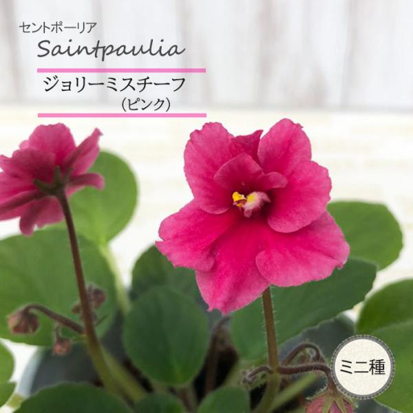 ■特徴お部屋で育てやすいお花「セントポーリア」カーテン越しの光で育てるのが一般的ですが、蛍光灯の光でも育てられるので室内のインテリアグリーンに最適です。セントポーリアのプロから直接仕入れをしてお届けいたします!!■管理方法◆直射日光の当たら...