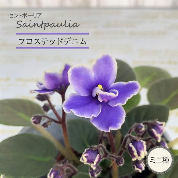 ■特徴お部屋で育てやすいお花「セントポーリア」カーテン越しの光で育てるのが一般的ですが、蛍光灯の光でも育てられるので室内のインテリアグリーンに最適です。セントポーリアのプロから直接仕入れをしてお届けいたします!!■管理方法◆直射日光の当たら...