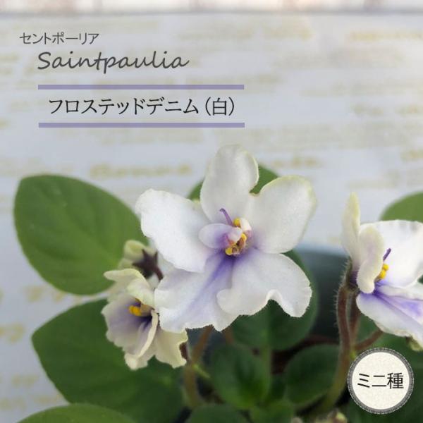 ■特徴お部屋で育てやすいお花「セントポーリア」カーテン越しの光で育てるのが一般的ですが、蛍光灯の光でも育てられるので室内のインテリアグリーンに最適です。セントポーリアのプロから直接仕入れをしてお届けいたします!!■管理方法◆直射日光の当たら...