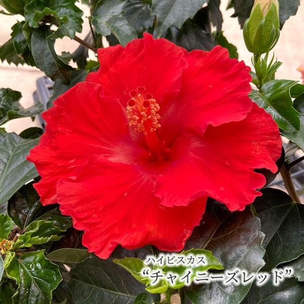 ■特徴ハイビスカスは、赤・黄・白・ピンク・オレンジ色など原色の鮮やかな花色が魅力の熱帯花木です。 花の寿命はほとんど1日限りですが、大輪の品種や涼しい季節は2日もつことがあります。 ■置き場所日光がよく当たる場所を好みます。ただし夏に株が弱...