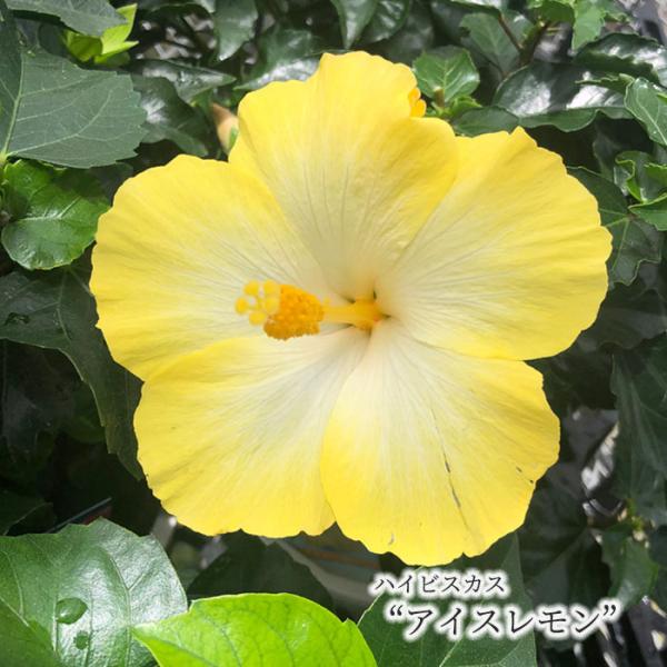 ■特徴ハイビスカスは、赤・黄・白・ピンク・オレンジ色など原色の鮮やかな花色が魅力の熱帯花木です。 花の寿命はほとんど1日限りですが、大輪の品種や涼しい季節は2日もつことがあります。 ■置き場所日光がよく当たる場所を好みます。ただし夏に株が弱...