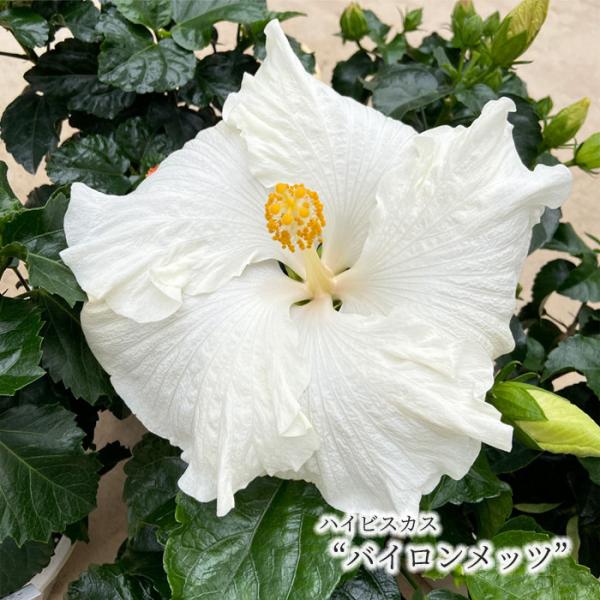 ■特徴ハイビスカスは、赤・黄・白・ピンク・オレンジ色など原色の鮮やかな花色が魅力の熱帯花木です。 花の寿命はほとんど1日限りですが、大輪の品種や涼しい季節は2日もつことがあります。 ■置き場所日光がよく当たる場所を好みます。ただし夏に株が弱...