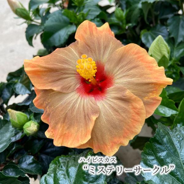 ■特徴ハイビスカスは、赤・黄・白・ピンク・オレンジ色など原色の鮮やかな花色が魅力の熱帯花木です。 花の寿命はほとんど1日限りですが、大輪の品種や涼しい季節は2日もつことがあります。 ■置き場所日光がよく当たる場所を好みます。ただし夏に株が弱...