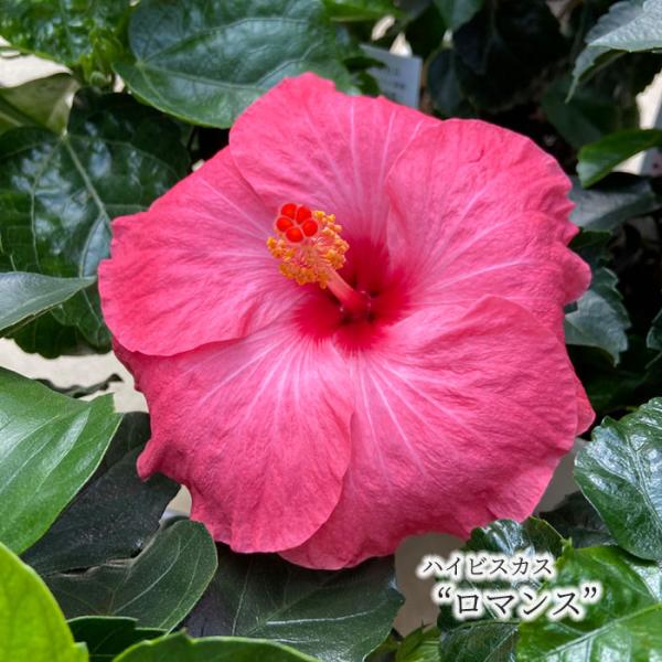 ■特徴ハイビスカスは、赤・黄・白・ピンク・オレンジ色など原色の鮮やかな花色が魅力の熱帯花木です。 花の寿命はほとんど1日限りですが、大輪の品種や涼しい季節は2日もつことがあります。 ■置き場所日光がよく当たる場所を好みます。ただし夏に株が弱...