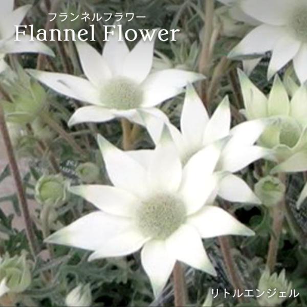 〜フランネルフラワー『リトルエンジェル』4号鉢〜花や葉、茎が柔らかい毛織物のようにふわふわした感触の多年草「フランネルフラワー」。「リトルエンジェル」は、星の様な形の小ぶりな白いお花を咲かせる可愛らしい品種です。春〜秋の寄せ植えや、切花とし...